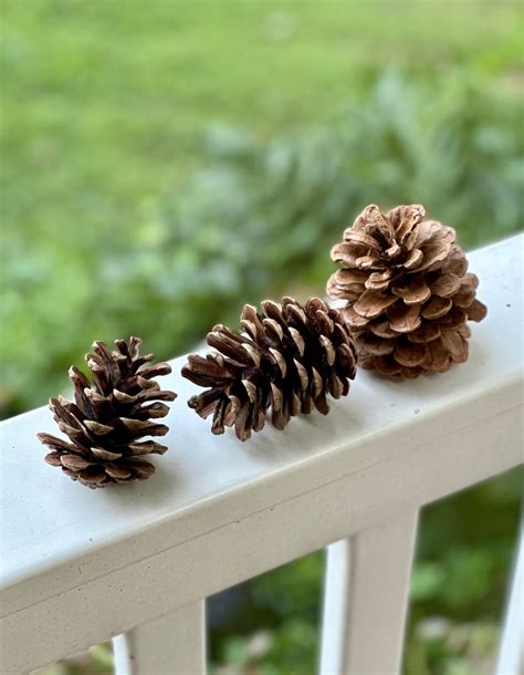 Natural Pinecones In Assorted Sizes Available Unscented Or Cinnamon