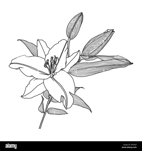 Lily Sketches
