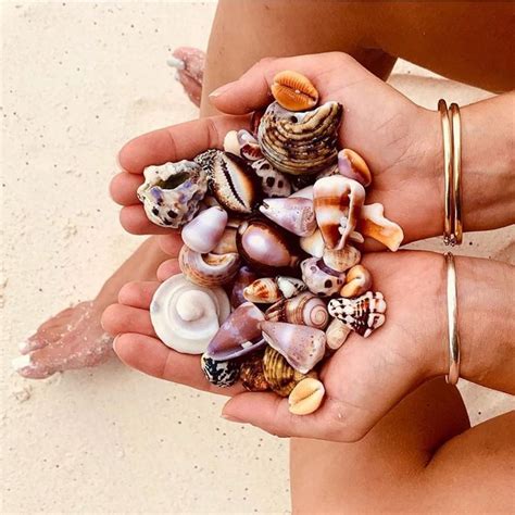 Pin By Miss Shajiang On Art Sea Shells Seashells Photography Shells