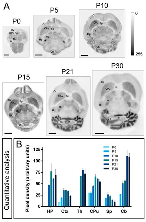 Expression Cellular And Subcellular Localisation Of Kv42 And Kv43