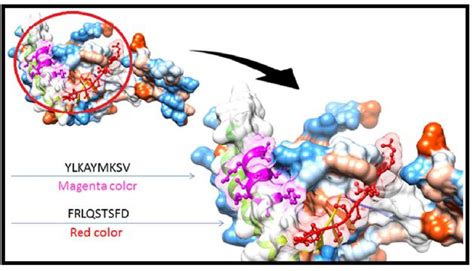 T Cell Epitopes Proposed That Interact With Mhcii The Arrow Show Position Download Scientific