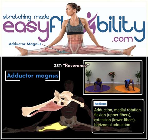 Adductor Muscle Stretches