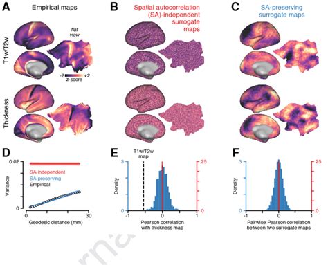spatial autocorrelation sa in empirical brain maps has a substantial