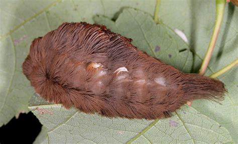 Southern Flannel Moth Cat Flickr Photo Sharing