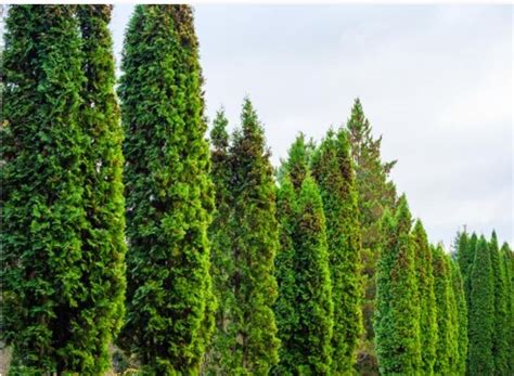柏树的种类介绍 柏树的种类有哪些？ 植物大全 绿植迷