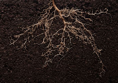 Plant Interactive