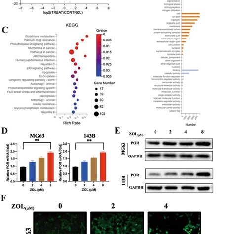 Zol Inhibited Osteosarcoma In Vivo A A Schematic Diagram Of The