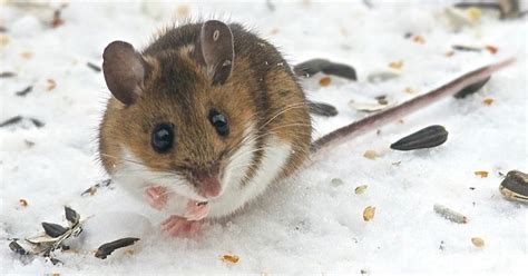 თეთრფეხება თაგვი ტაბულა