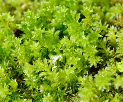 Types Of Moss 5 Evergreen Plants For Ground Cover