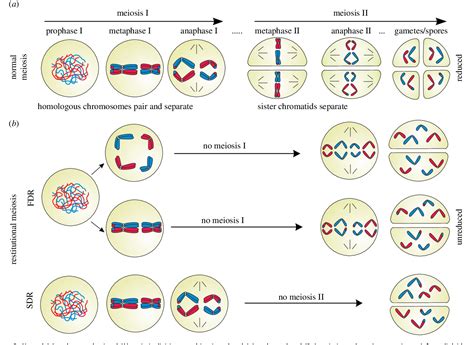 Figure 2 From The Evolution Of Meiotic Sex And Its Alternatives