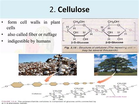 Carbohydrates Introduction Classification And Properties PPT