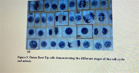 Solved Figure 3 Onion Root Tip Cells Demonstrating The Chegg Com