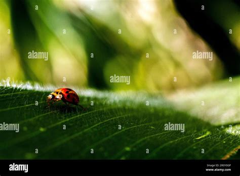 Coccinelle , Occitanie, France. Photo by Denis Prezat/ABACAPRESS.COM ...
