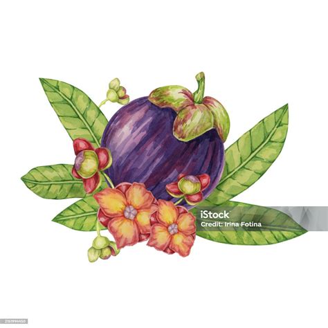 보라색 망고스틴 과일 잎 열대 이국적인 아시아 식물 클립 아트 가르시니아 망고스타나 꽃 스티커 식품 포장에 대 한 수채화 그림 가르시니아에 대한 스톡 벡터 아트 및 기타