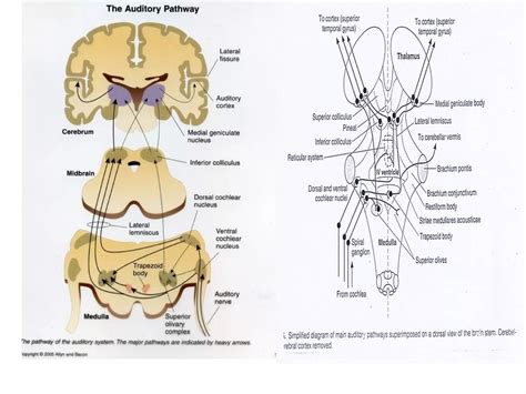 Baep Bera Bep Brainstem Auditory Evoked Potential By Murtaza Syed Ppt