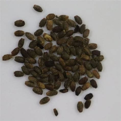 Salvia Hot Sally Seed At ₹ 1700pack Flower Seeds In Mayurbhanj Id