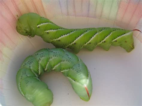 How To Find And Control Tomato Or Tobacco Hornworms The Country Basket