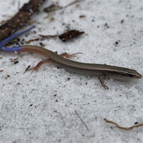 Skink Research Wildlands Conservation