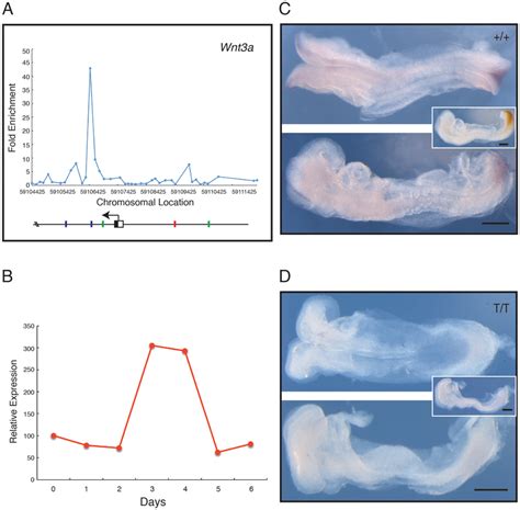 Analysis Of Wnt3a A Positive Regulator Of The Wnt Pathway A