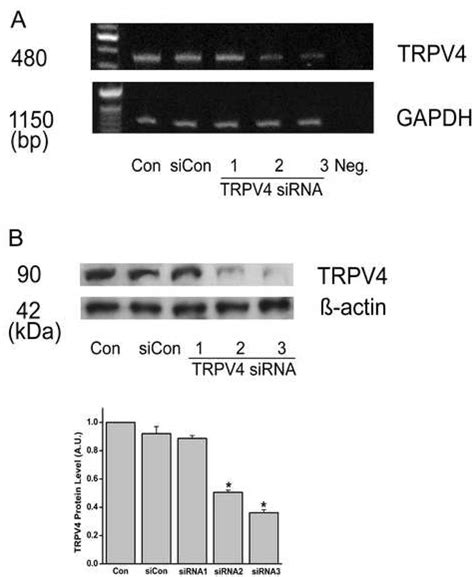 Dependence Of Regulatory Volume Decrease On Transient Receptor