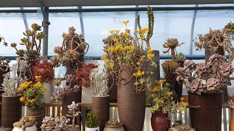 가래여울농장의 다육들 대품 중품 신상품 다양합니다 Youtube