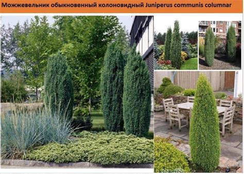 Можжевельник обыкновенный колоновидный Juniperus communis columnar ...