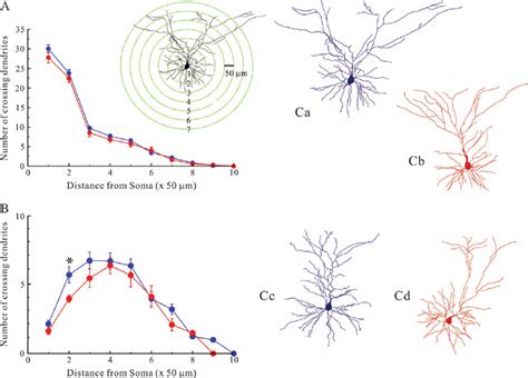 Dendritic Morphology Of Pyramidal Neurons In Layer 2 3 Of Rat Barrel Download Scientific