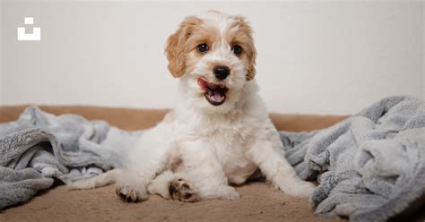 침대 위에 누워 있는 흰색과 갈색의 작은 개 사진 Unsplash의 무료 담요 이미지