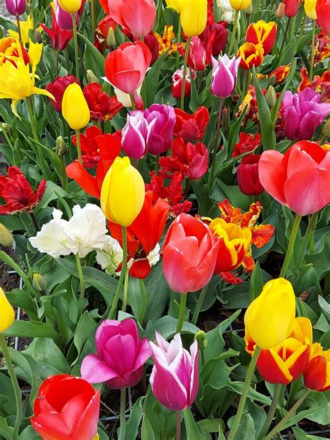 Tulip Route Flevoland Almost Started De Kandelaar