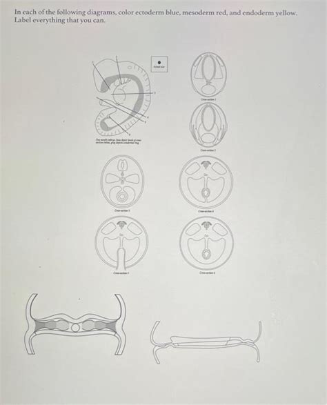 Solved Label The Following Diagrams And Color The Ectoderm