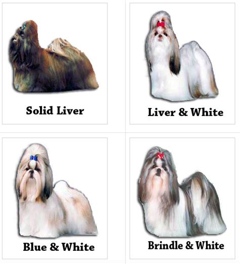 What Coat Does A Shih Tzu Have At William Biscoe Blog