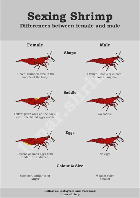 Best 12 13 Different Cherry Shrimp Neocaridina Types More Than Just Red Artofit