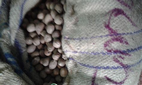 Jayfal Nutmeg At ₹ 650kilogram Jaiphal In Kolhapur Id 10899331533