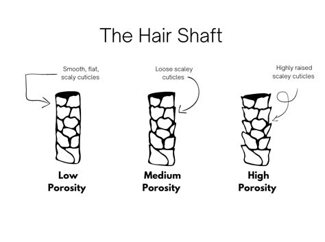Porosity Why Its Important And How To Determine Yours Cays Curls