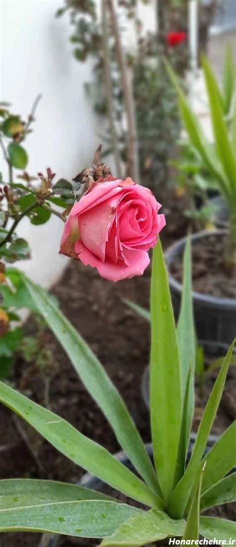 20 عکس از گل های زیبا جدید که شما را شگفت زده میکند