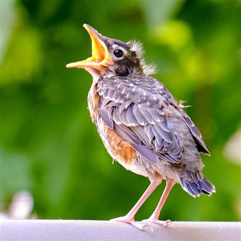 I Found A Songbird — Aark Wildlife Rehabilitation And Education Center