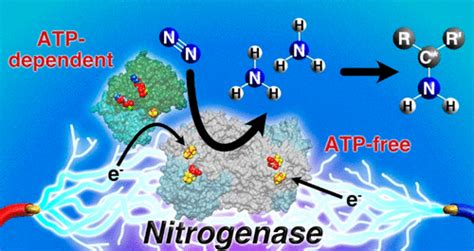 Nitrogenase Bioelectrochemistry For Synthesis Applications Accounts