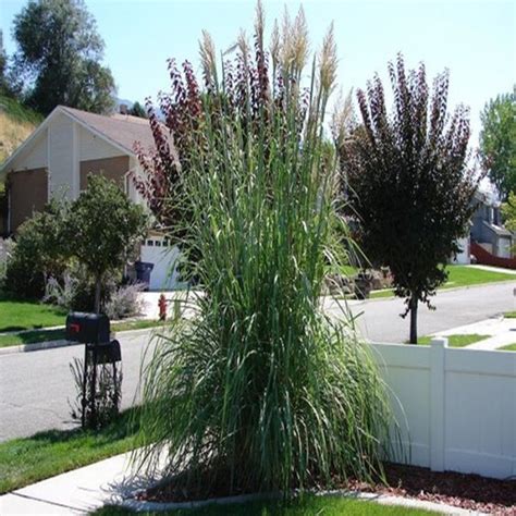 Erianthus Ravennae Grass