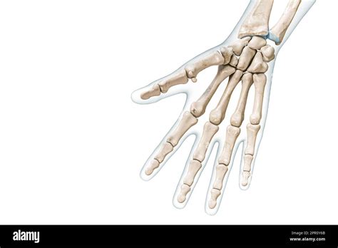 Right Hand And Finger Bones Palmar View With Body Contours 3d Rendering