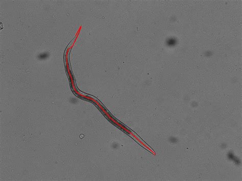 Python Draw A Center Curve In A Curved Object Using Cv2 Stack Overflow