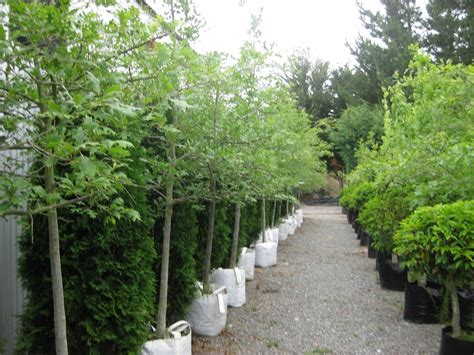 Tree Nursery Christchurch