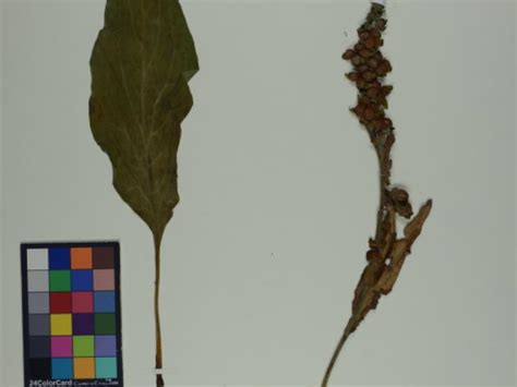 Cynoglossum Officinale National Museums Liverpool