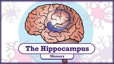 Memory And The Hippocampus Youtube