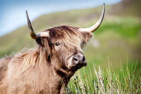 Breed Standards — Highland Cattle Society