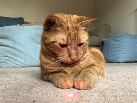 Why Do Cats Like Laser Pointers Our Vet Explains Feline Instincts