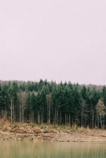 عکس پرتره سگ با کیفیت بالا و رزولوشن عالی برای دانلود