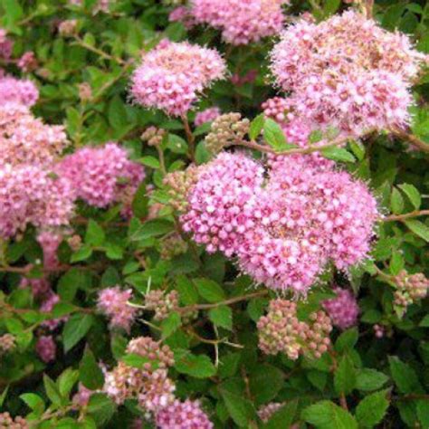 Spirea japonica "Nana" / Спирея японская "Нана"
