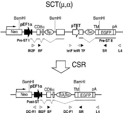 Regulation Of Isotype Switching Semantic Scholar