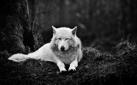 Wolf Wallpapers Wallpaper Cave