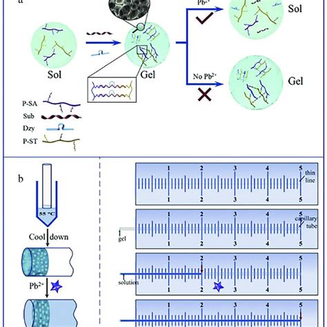 Working Principle Of The Dna Hydrogel Based Sers Biofilms Adapted From